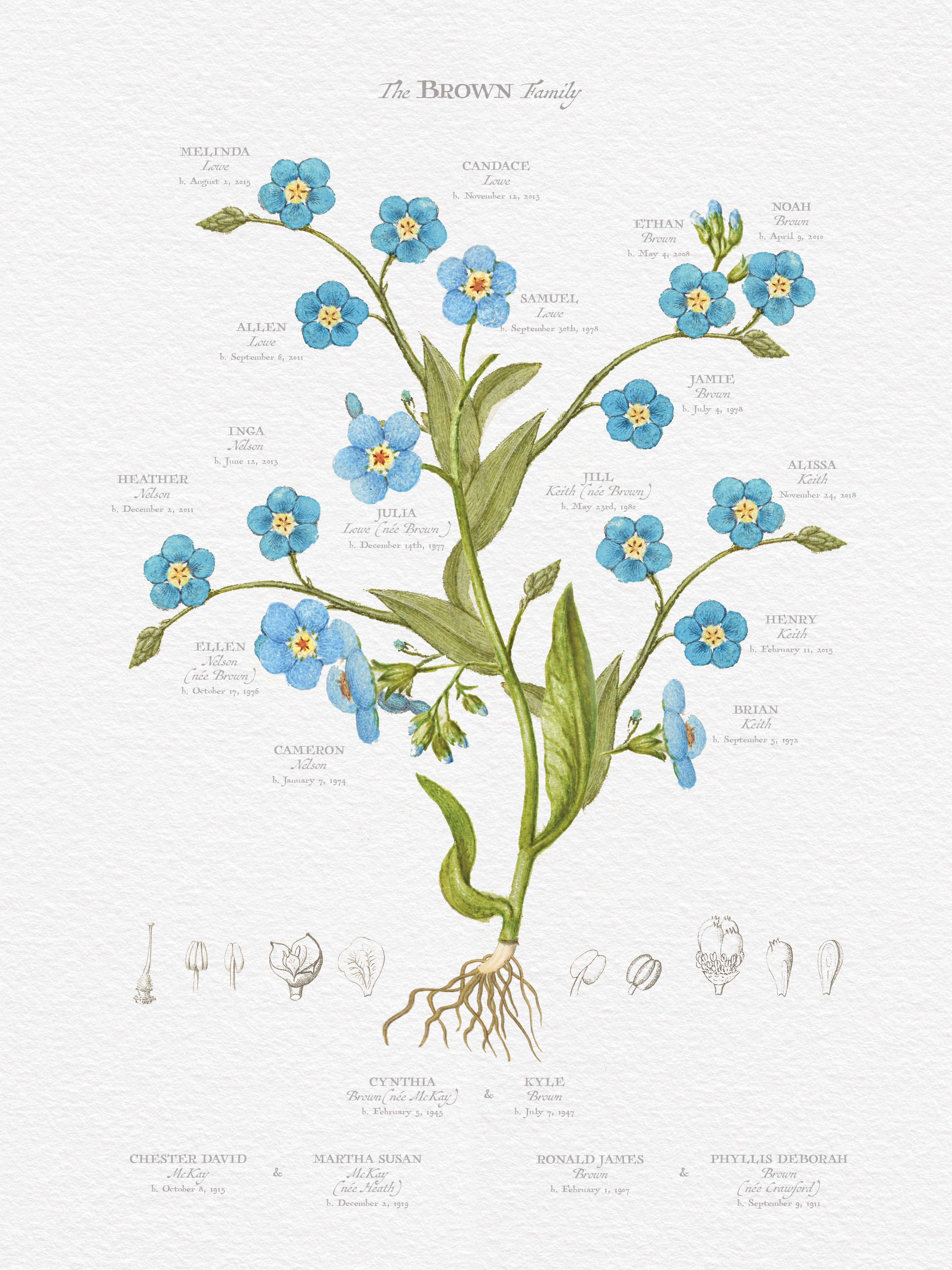 Forget Me Not Botanical Illustration