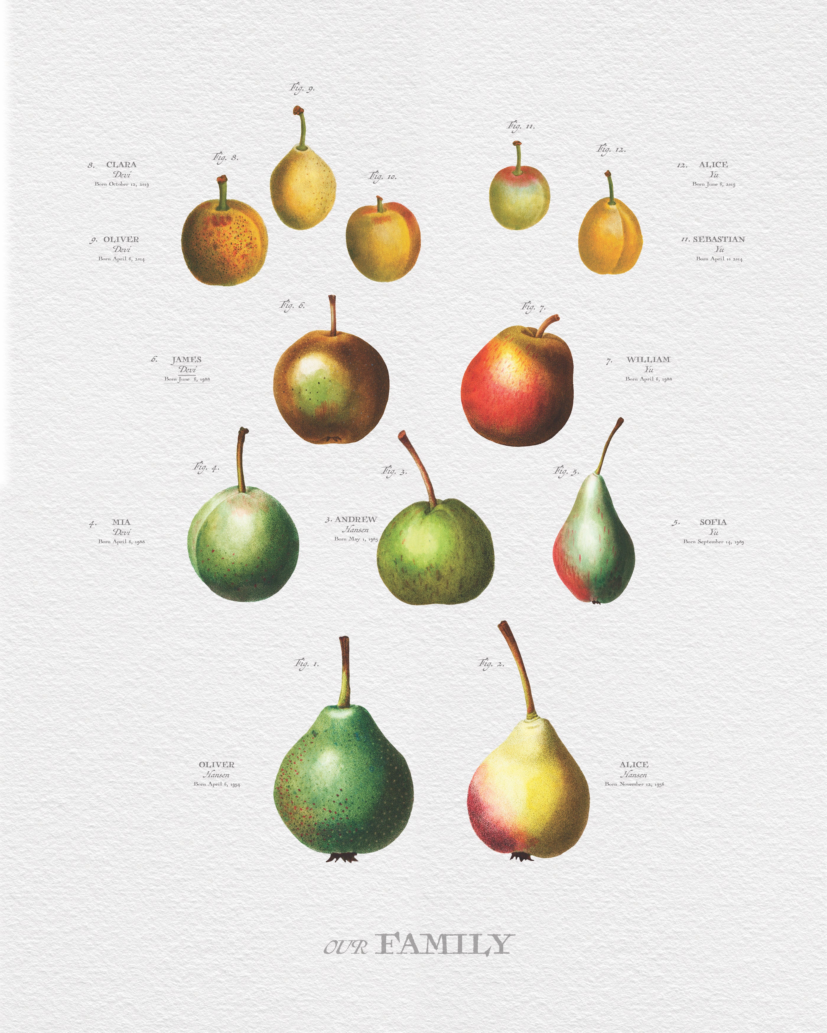 Vintage Pear & Plum Family Botanic-Custom & Framed Family Tree Art