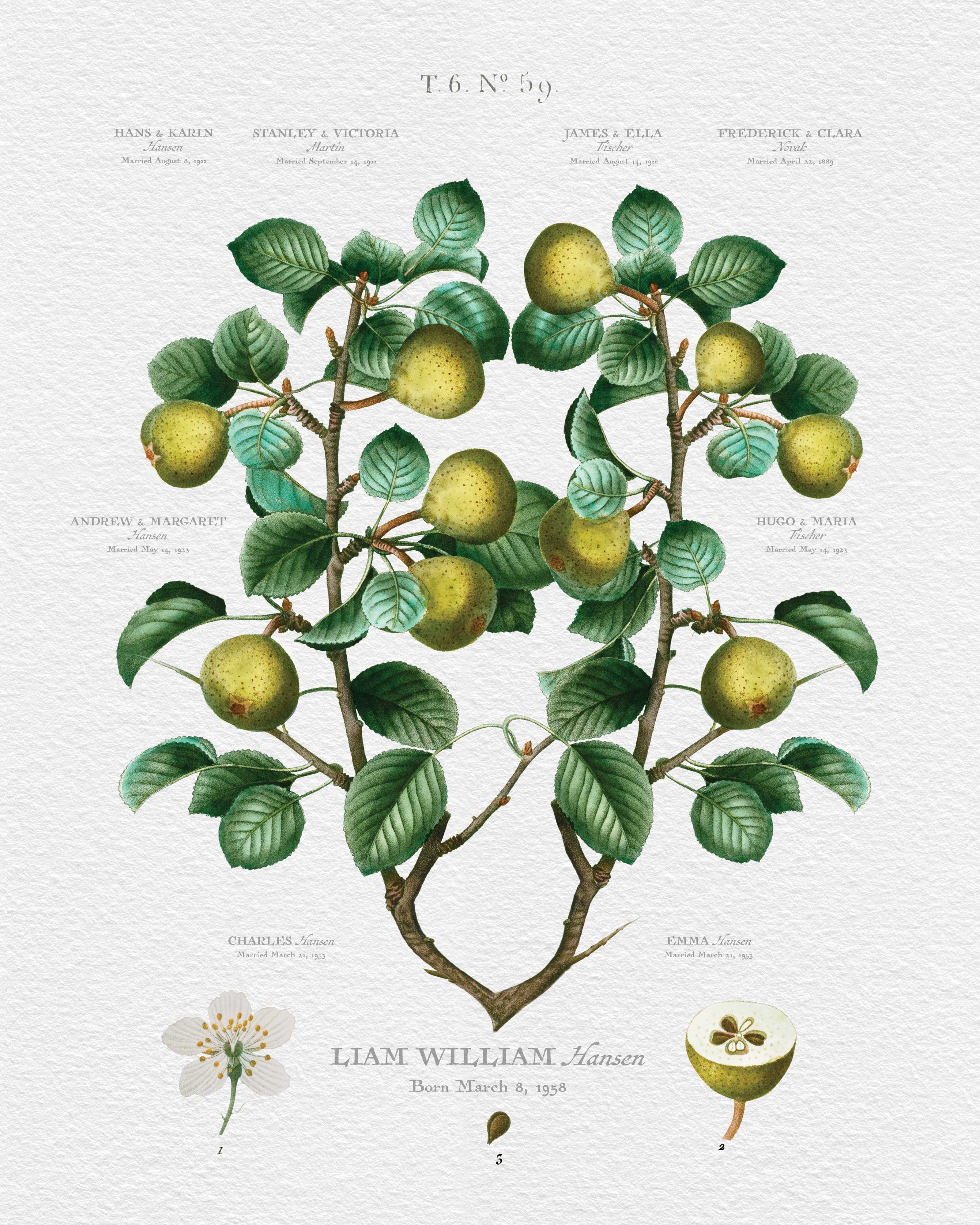 Classic Pear Family Botanic - Custom & Framed Family Tree Wall Art
